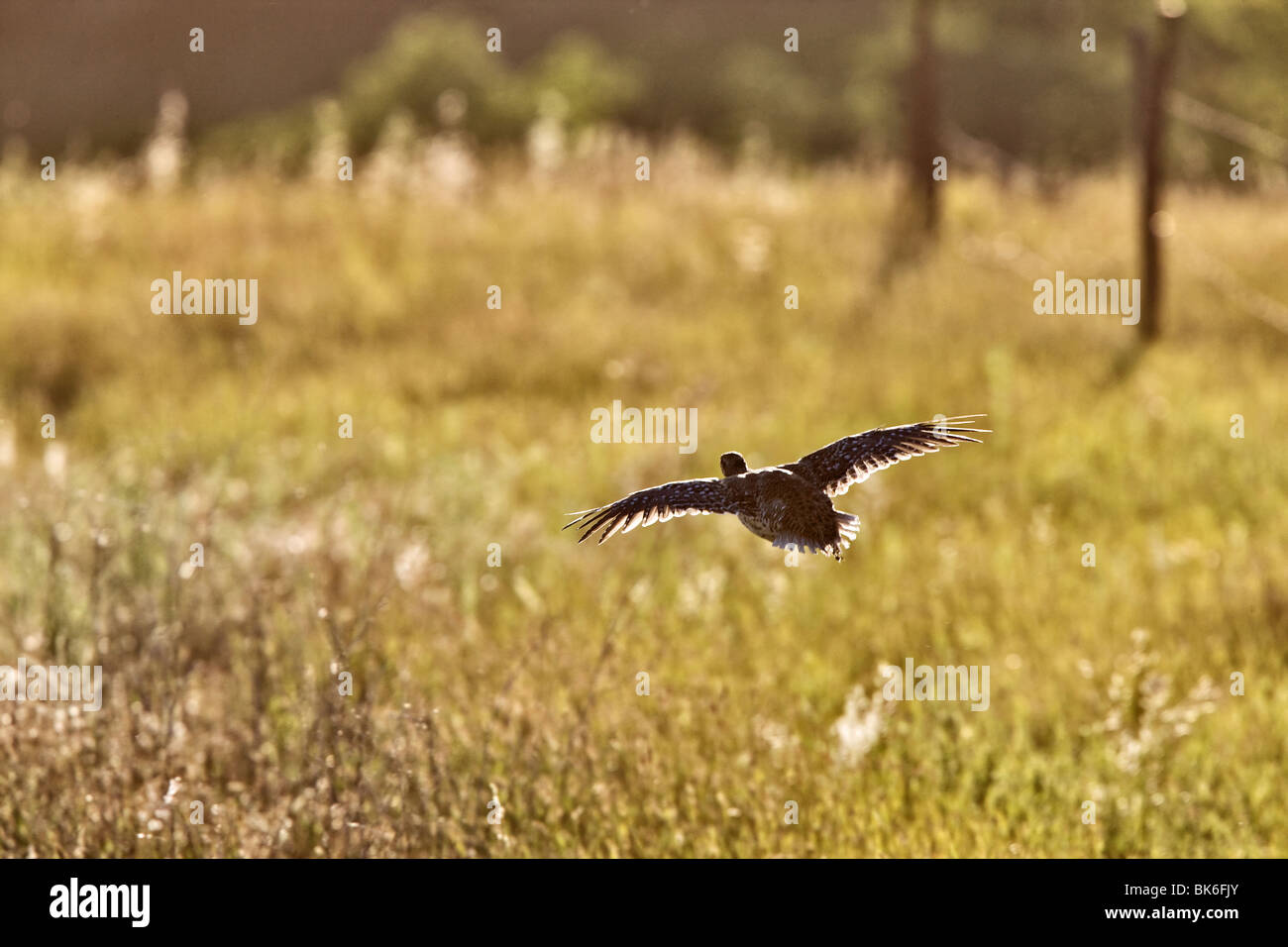 Sharp tailed Grouse flying along fence Stock Photo - Alamy