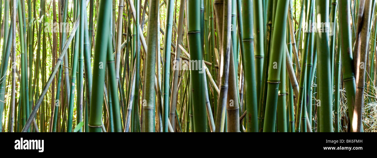 Panorama of Green bamboo in the bamboo forest on the Pipiwai trail near ...