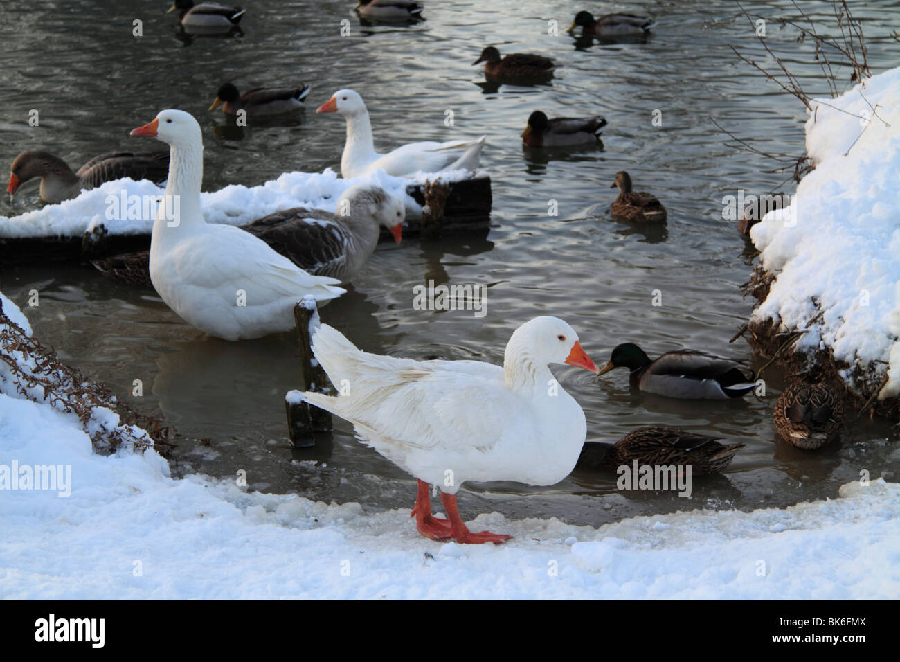 Snow geese wild uk hi-res stock photography and images - Alamy