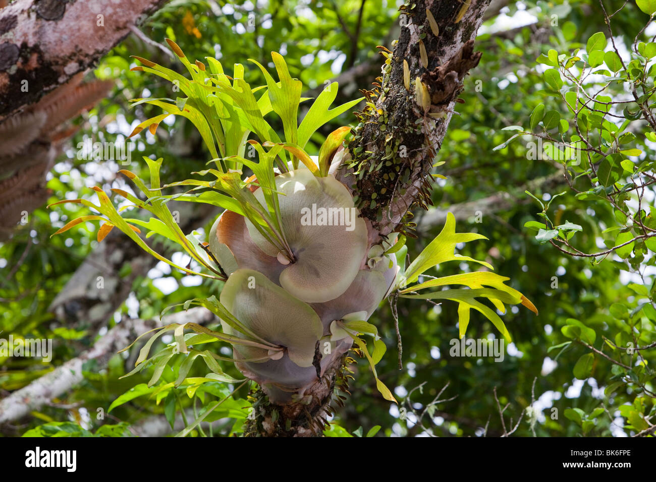 Epiphytic ferns hi-res stock photography and images - Alamy