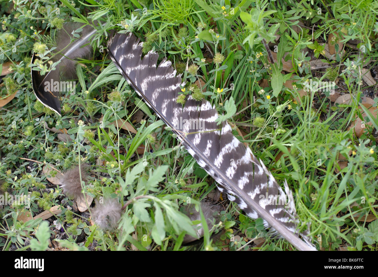 Wild turkey feather, Texas, USA Stock Photo - Alamy