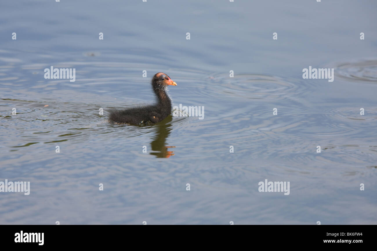 Exotic waterbird chick in Florida waters Stock Photo - Alamy