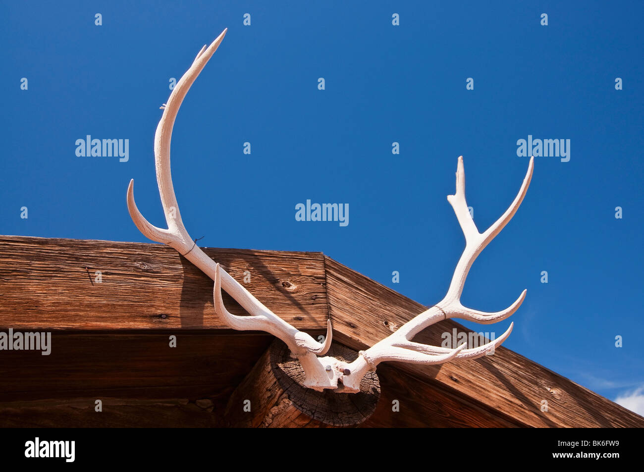 Antlers decoration hi-res stock photography and images - Alamy