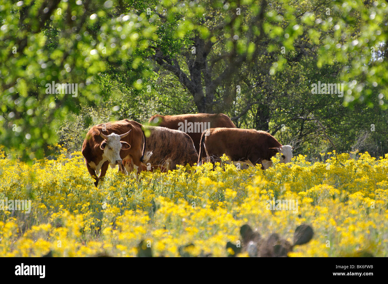 Cows and cacti hi-res stock photography and images - Alamy