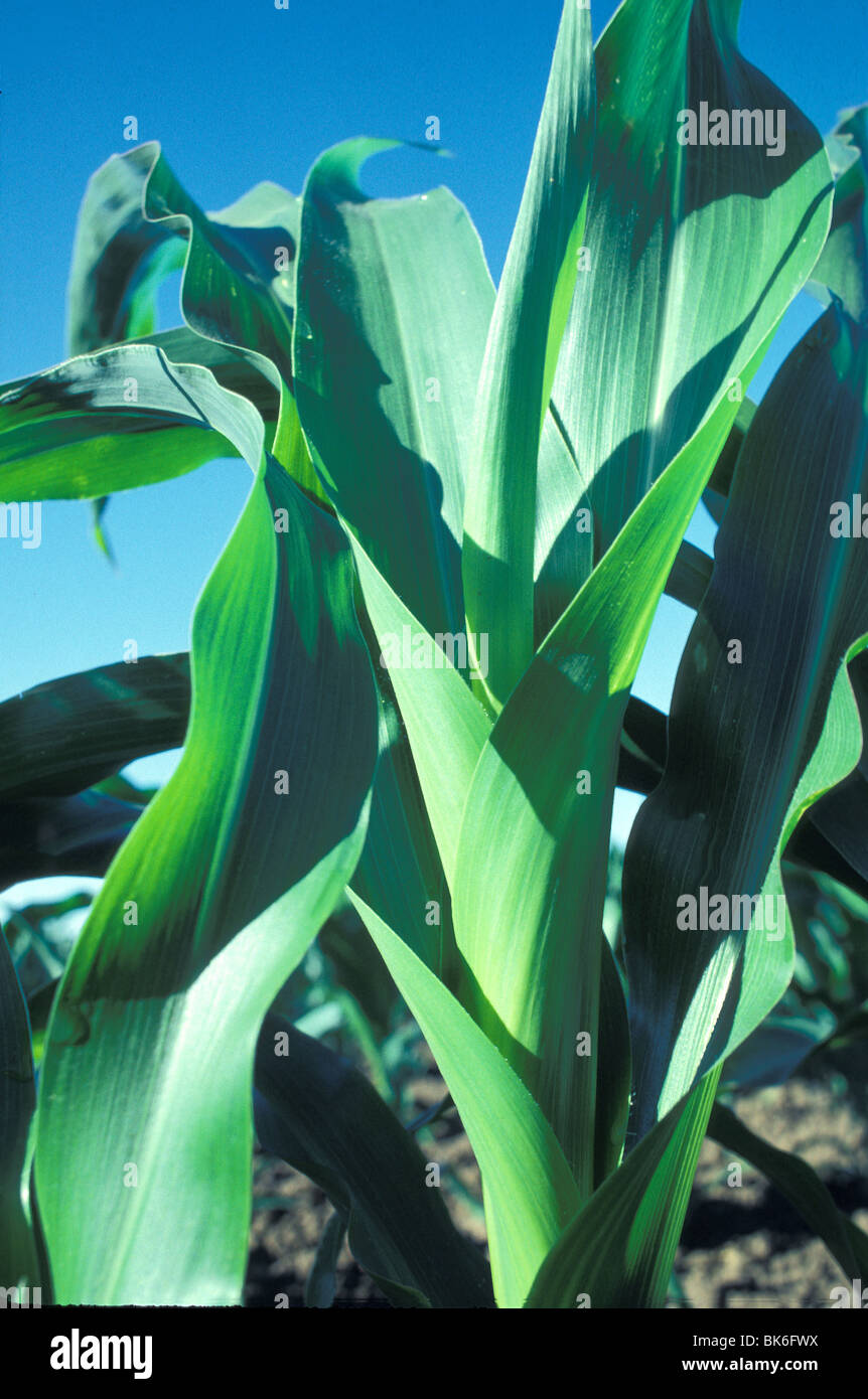 immature corn plant California Stock Photo - Alamy