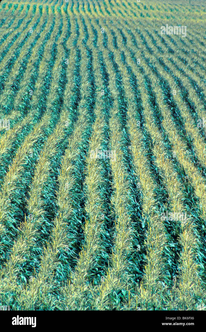 corn plant rows California Stock Photo - Alamy