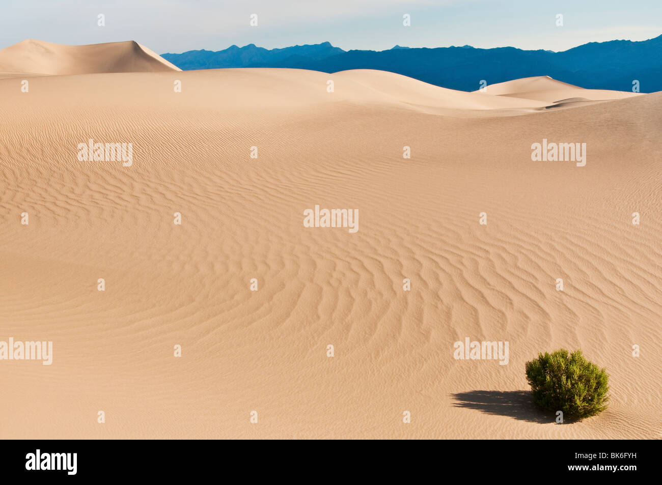 sand dunes with one lone bush Stock Photo - Alamy