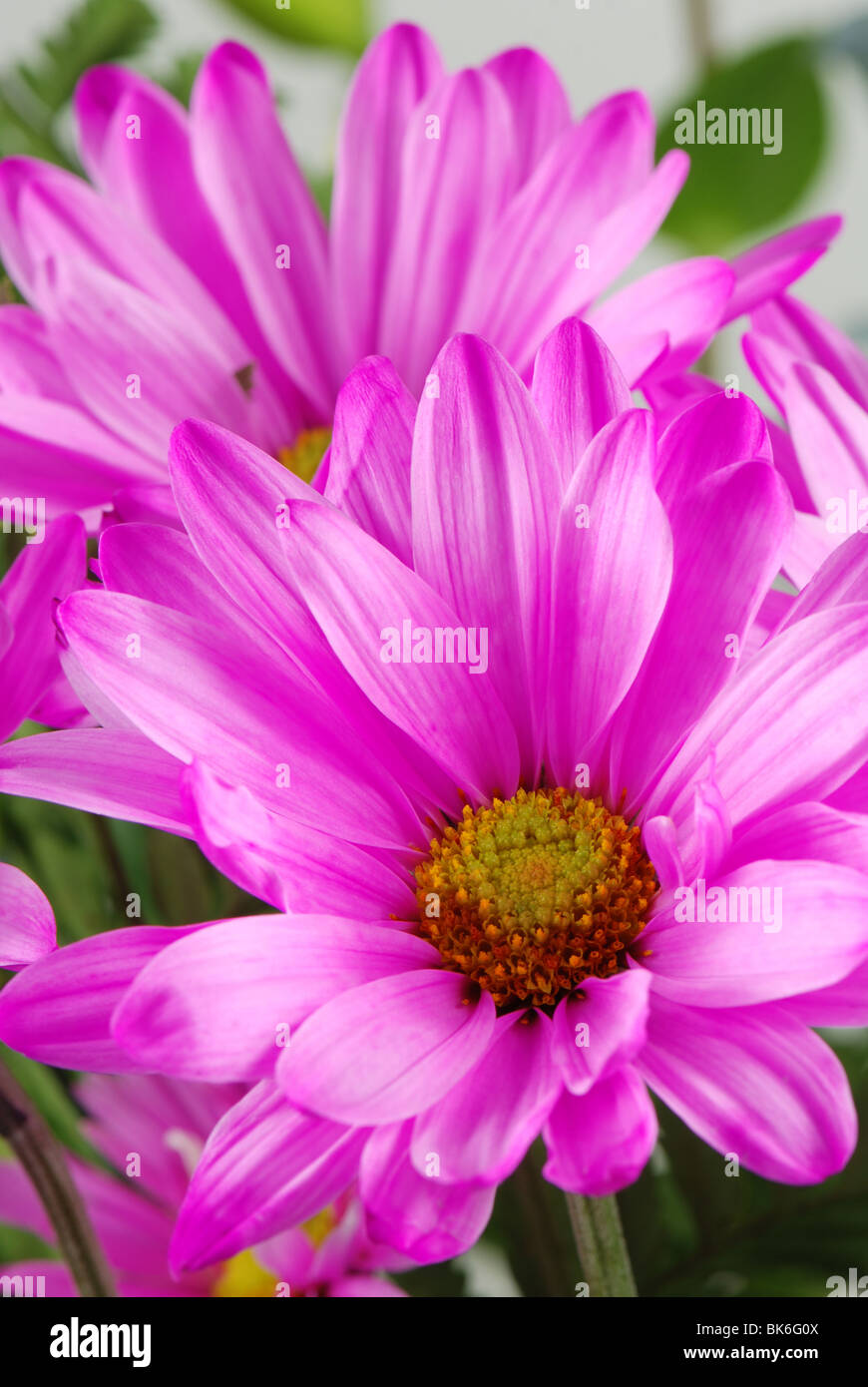 Pink daisy flower background Stock Photo - Alamy