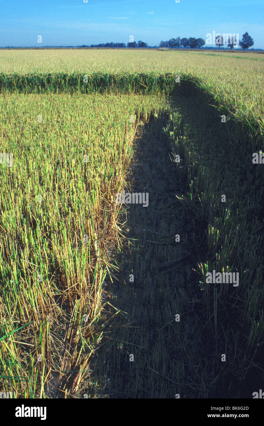 Rice fields california usa hi-res stock photography and images - Alamy