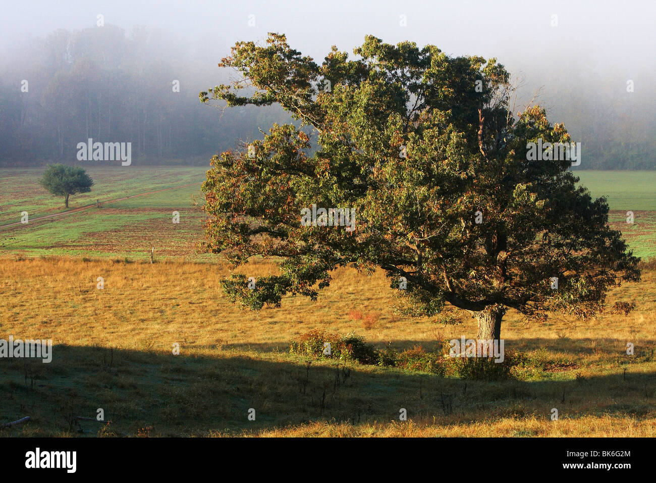 Morning on a farm in Tennessee Stock Photo - Alamy