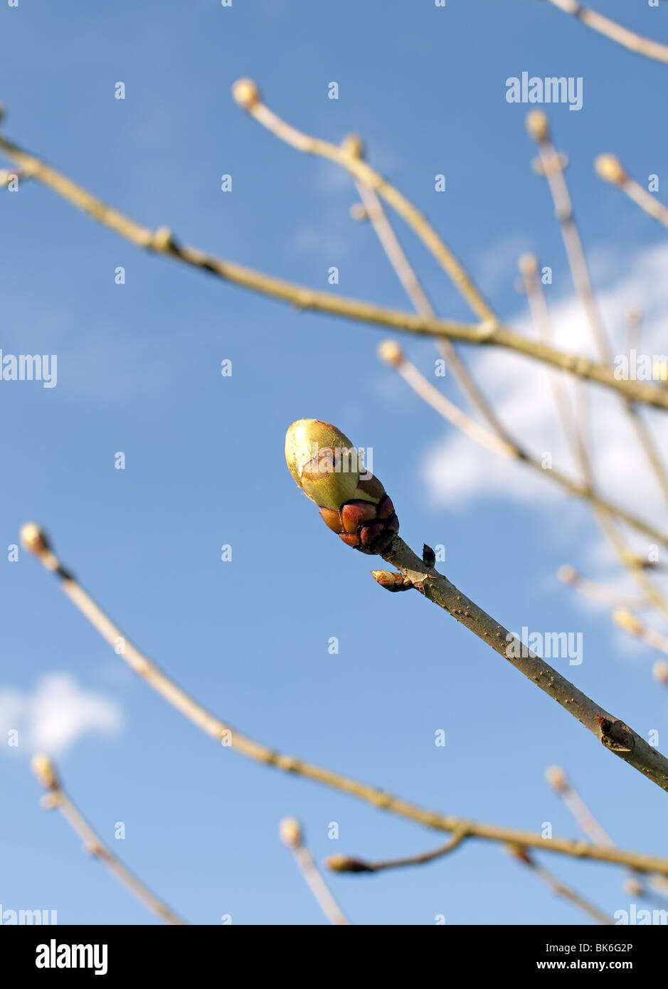 Early Spring buds and shoots on shrub Stock Photo - Alamy