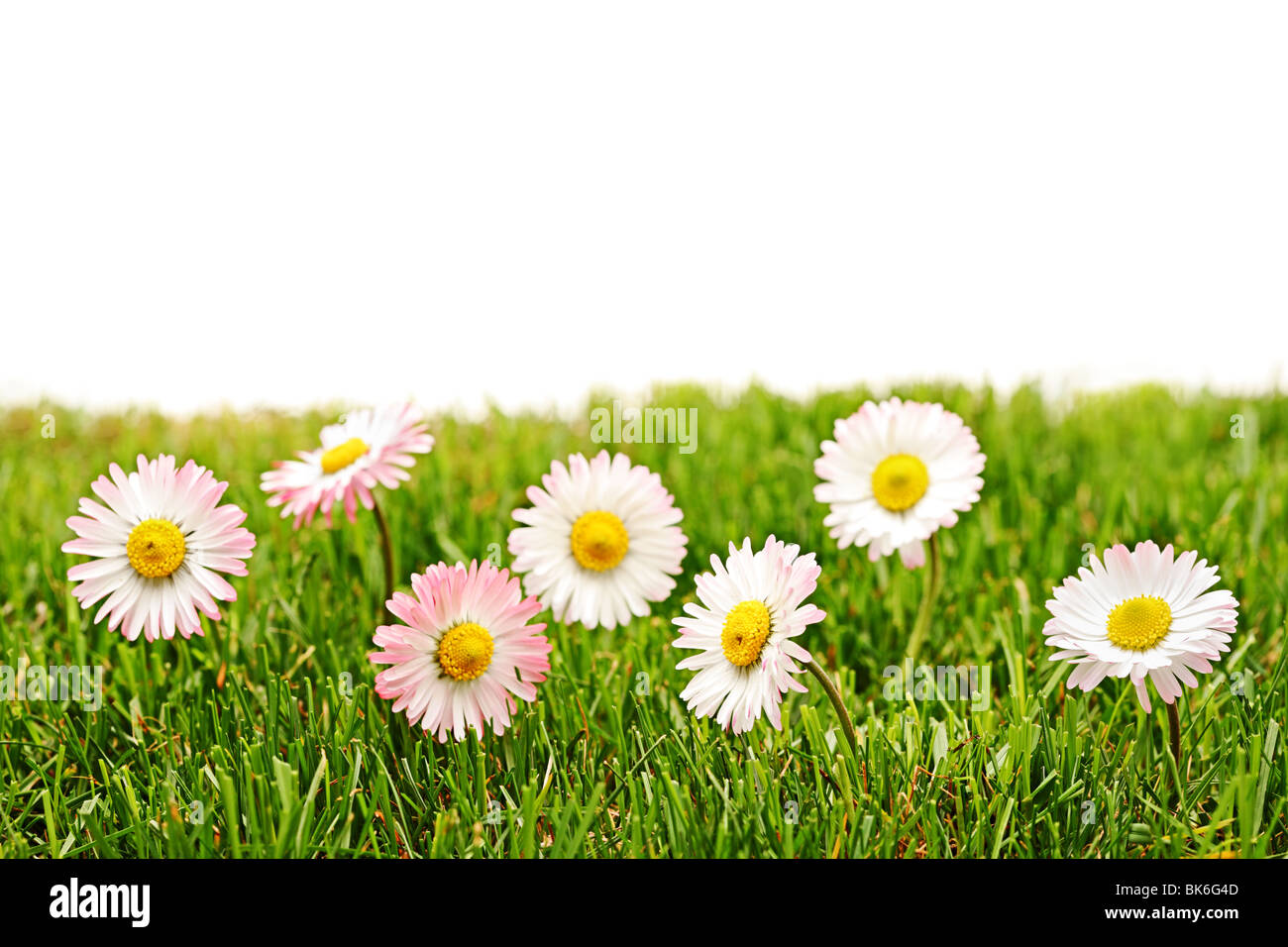 A view of daisy flowers Stock Photo - Alamy
