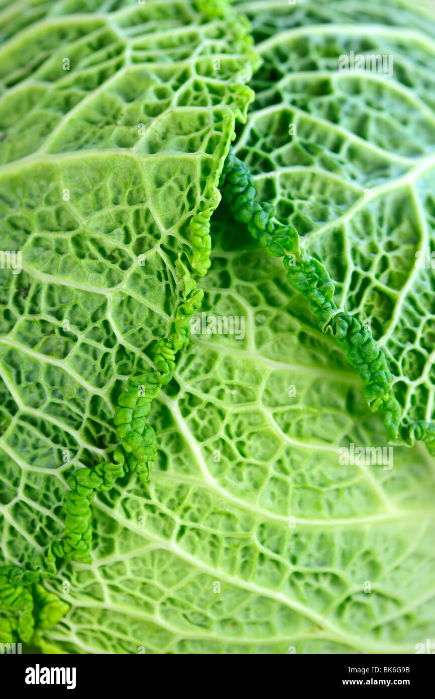 Cabbage leaf veins hi-res stock photography and images - Alamy