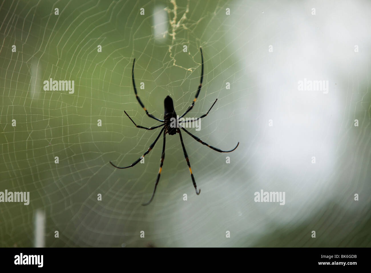 A large spider in the Daintree rainforest in Northern Queensland ...