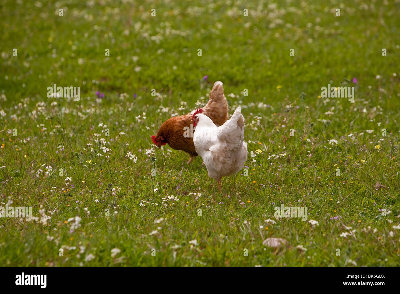 hens in the field Stock Photo - Alamy
