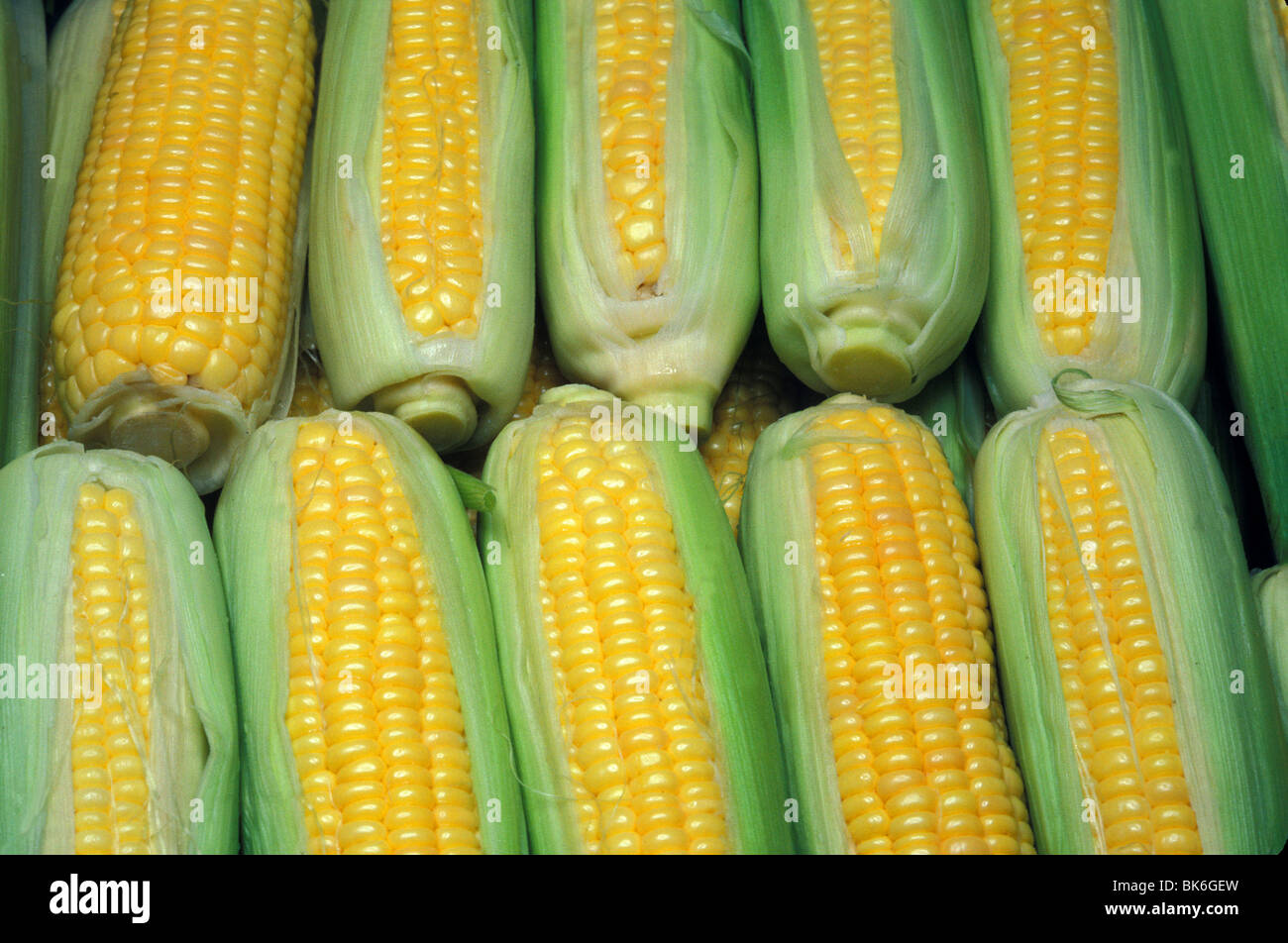 partially opened ears of corn Stock Photo - Alamy