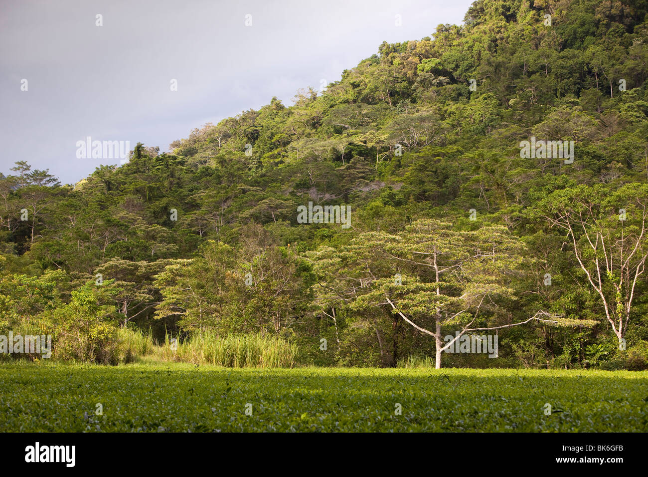 Deforestation in the Daintree rain forest to make way for a tea ...