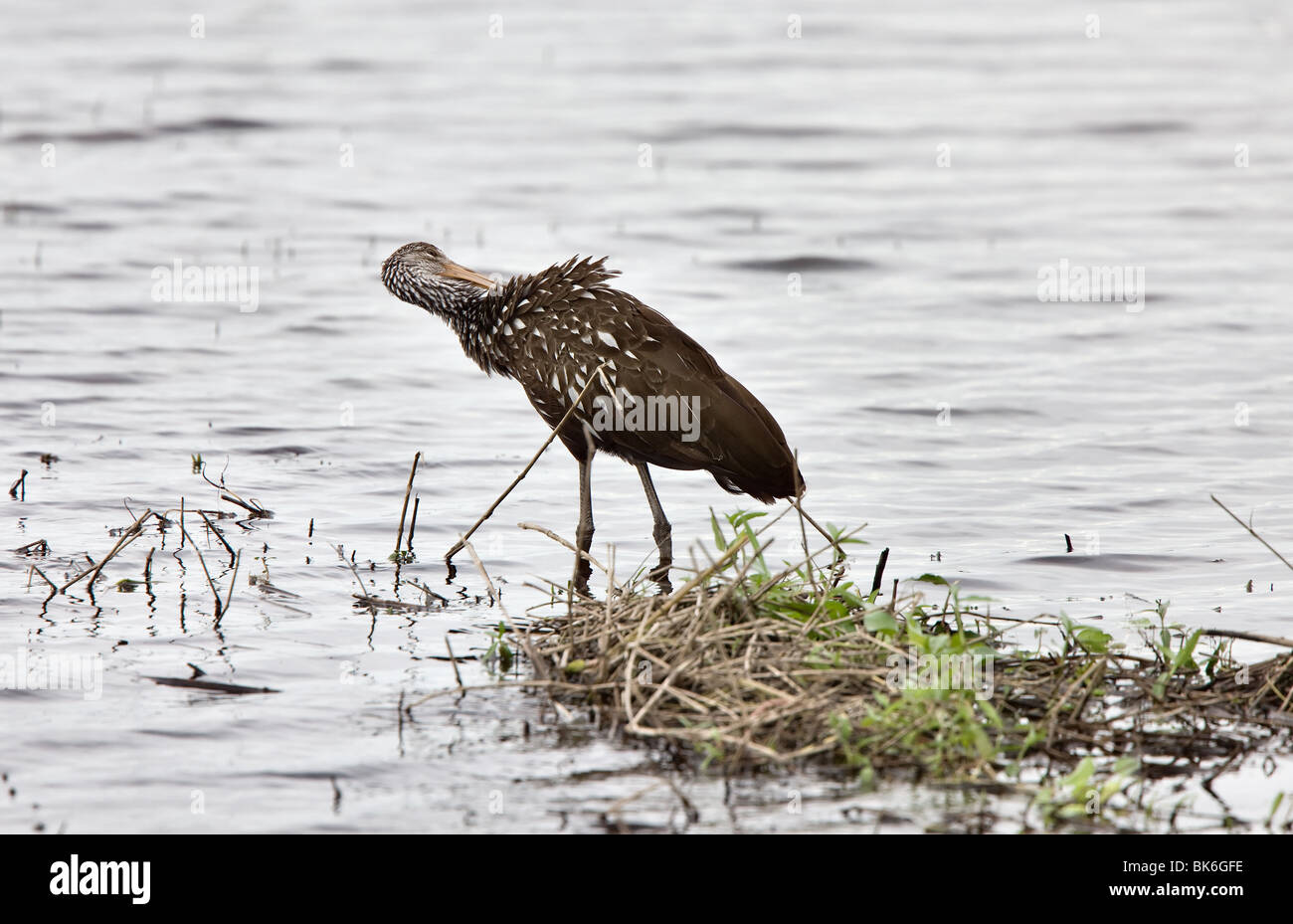 Young wading bird in Florida waters Limpkin Stock Photo - Alamy