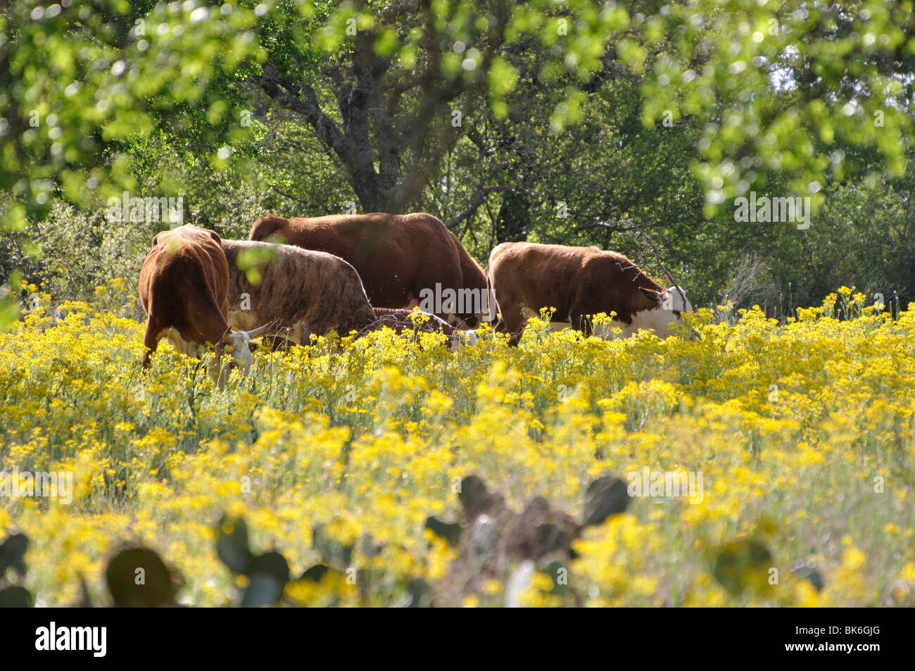 Cows and cacti hi-res stock photography and images - Alamy