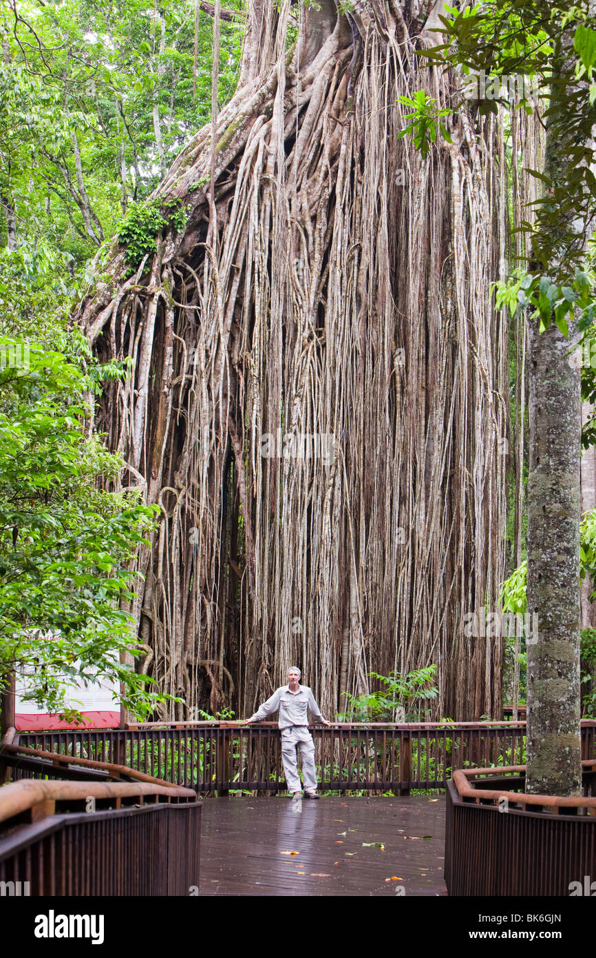 The Curtain Fig Tree, a massive Green Fig Tree (Ficus virens) in the ...