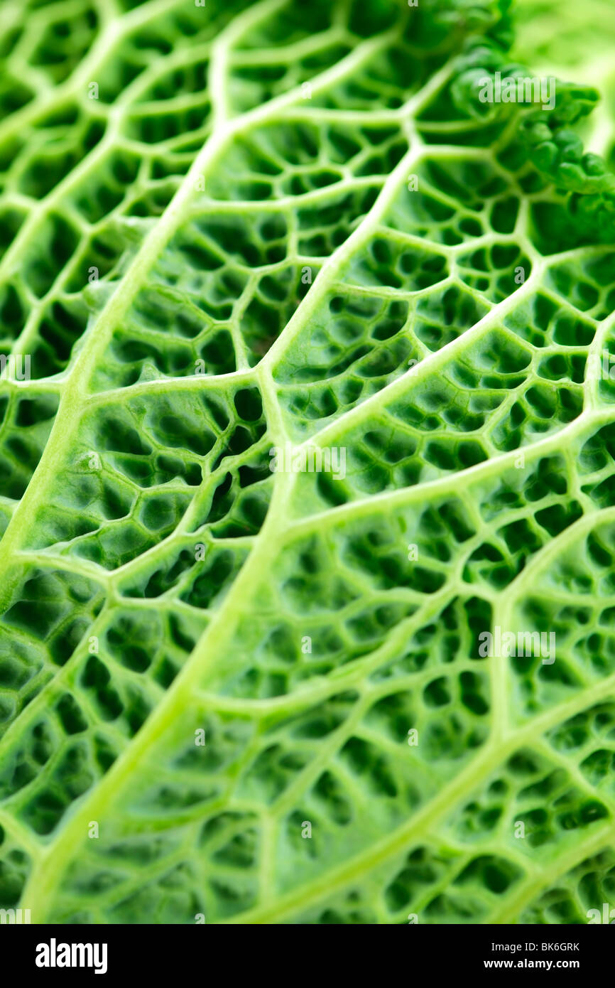 Cabbage leaf veins hi-res stock photography and images - Alamy