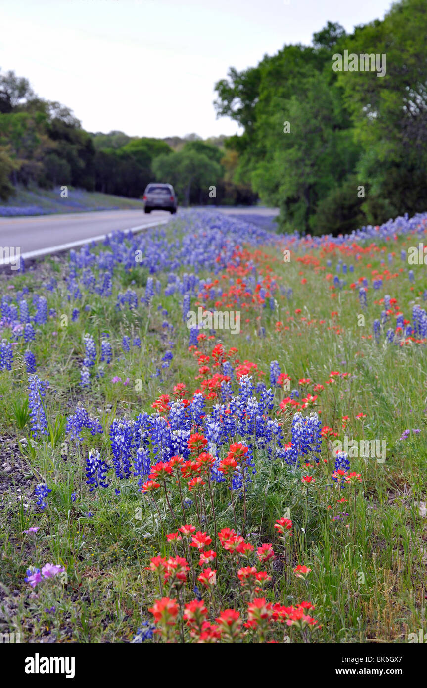 Bluebonets hi-res stock photography and images - Alamy