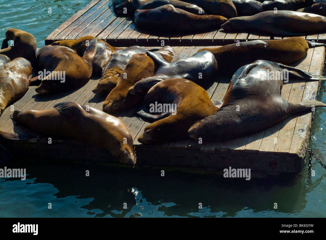 Raft of sea lions hi-res stock photography and images - Alamy