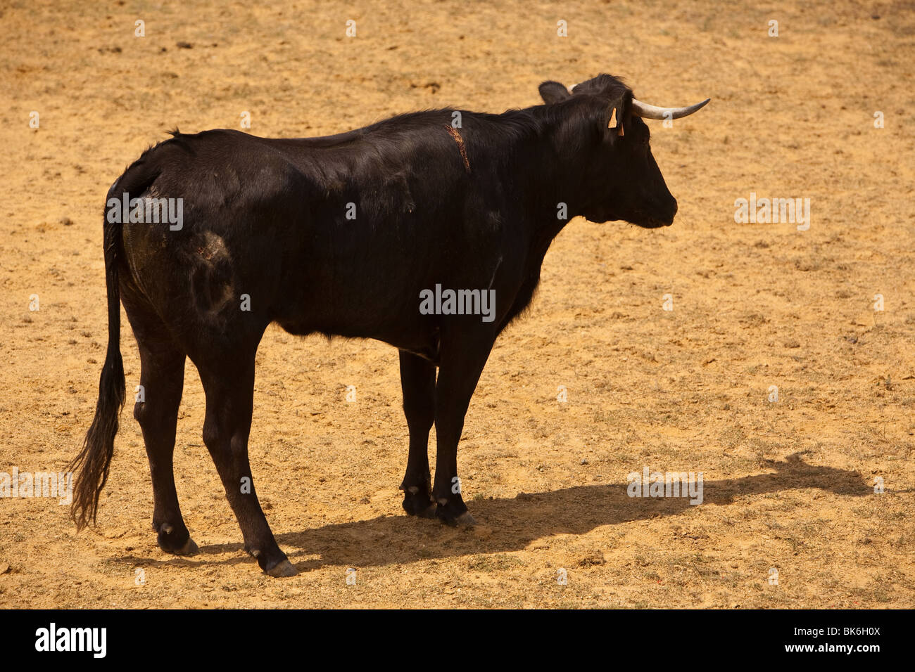 Brave wheel hi-res stock photography and images - Alamy