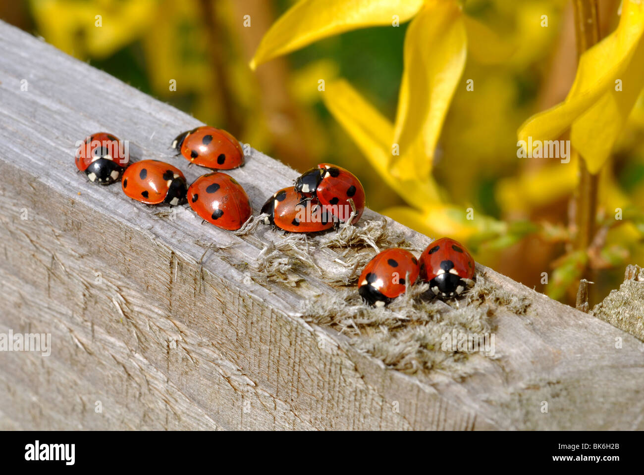 Ladybirds hi-res stock photography and images - Alamy