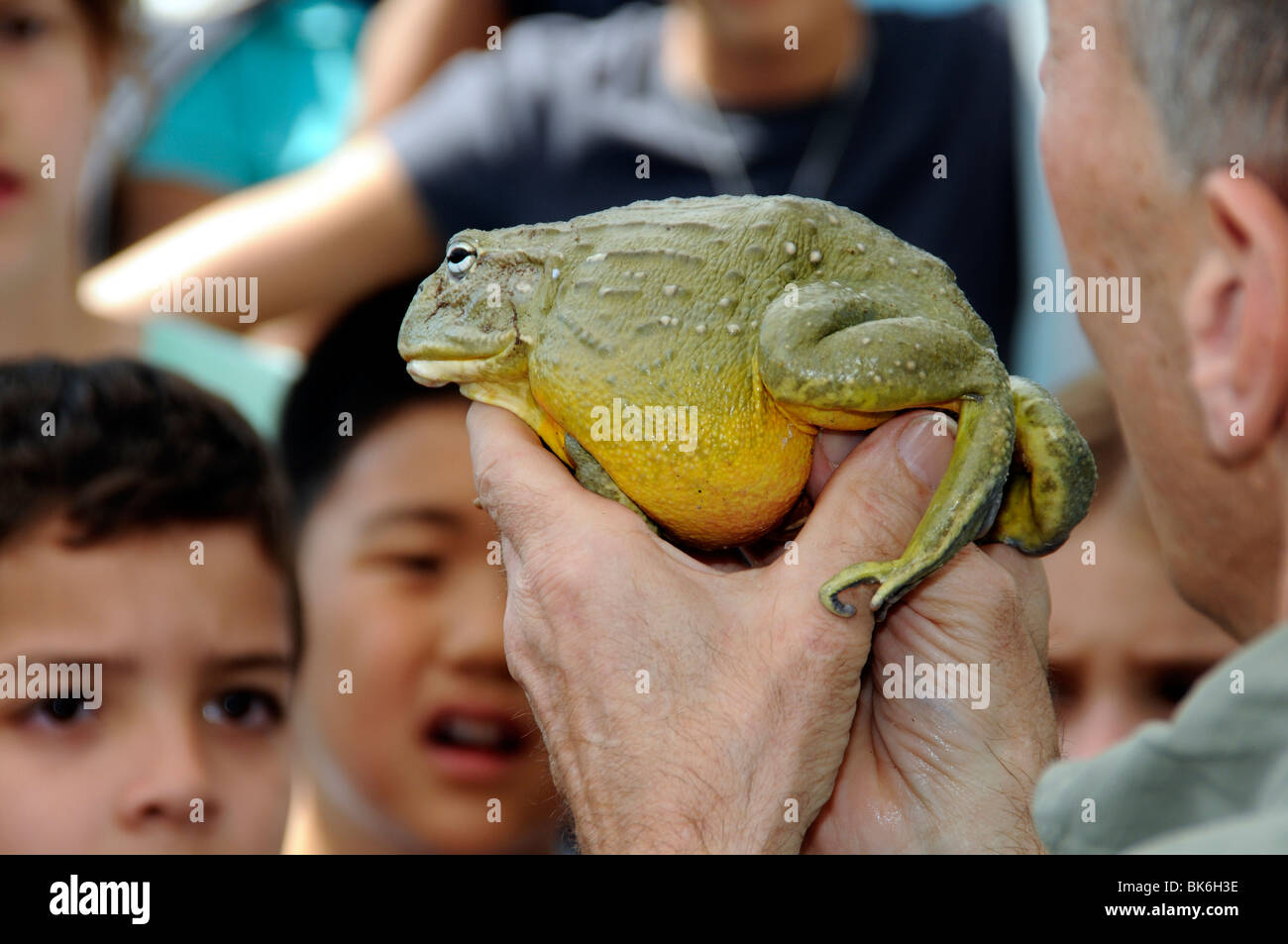 Wildlife expert shows a bullfrog to children Stock Photo - Alamy