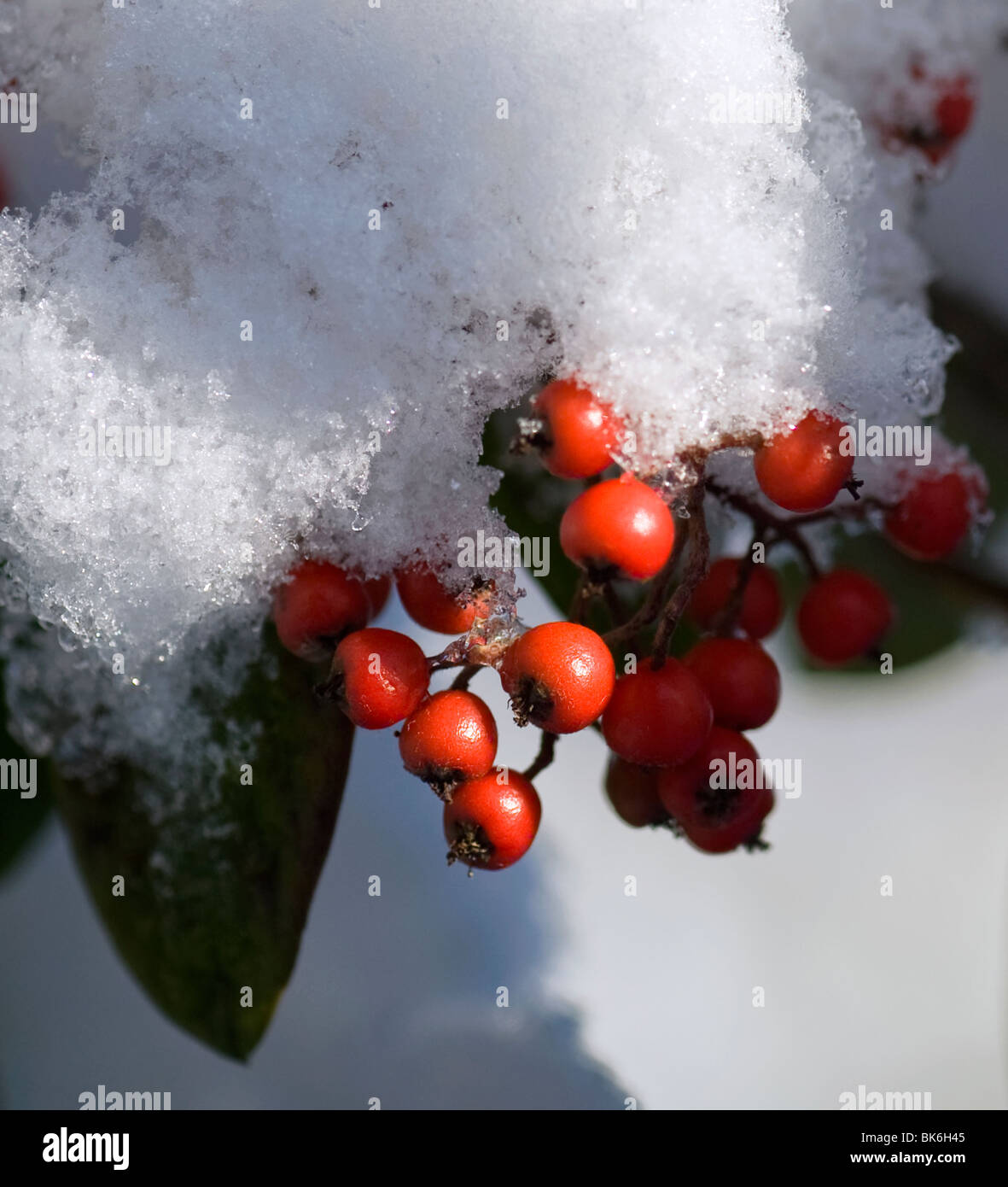 Snow covered berry hi-res stock photography and images - Alamy