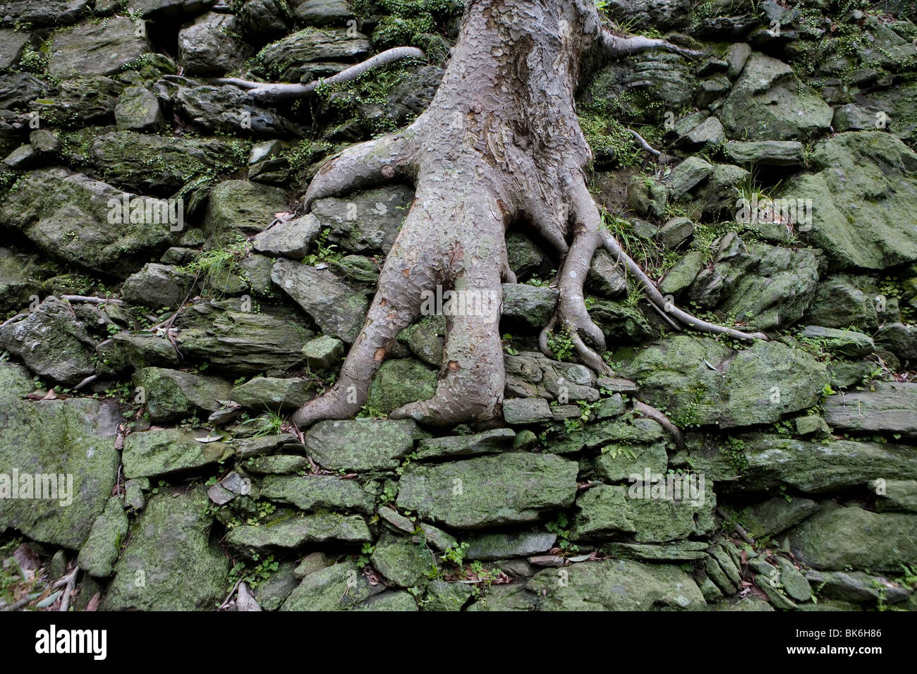 Tree roots attached to the wall at Wakayama Castle Stock Photo - Alamy