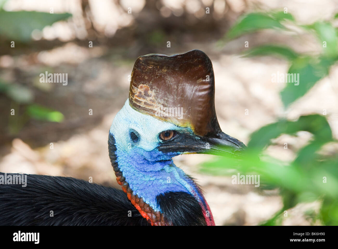 Helmet cassowary southern cassowary cassowary hi-res stock photography ...