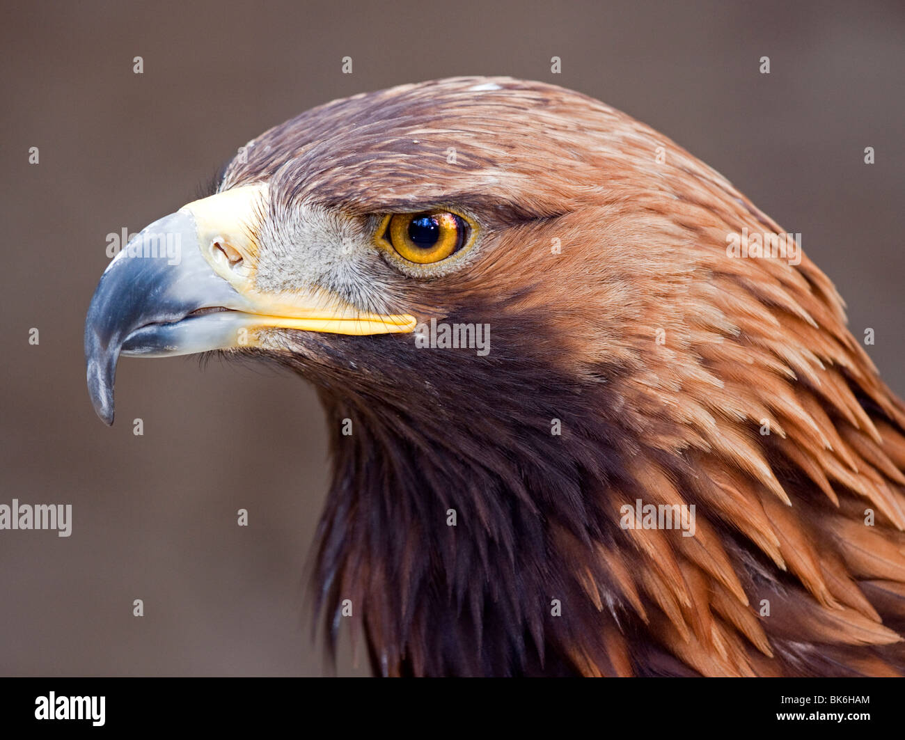 Golden Eagle (aquila chrysaetos), UK Stock Photo - Alamy