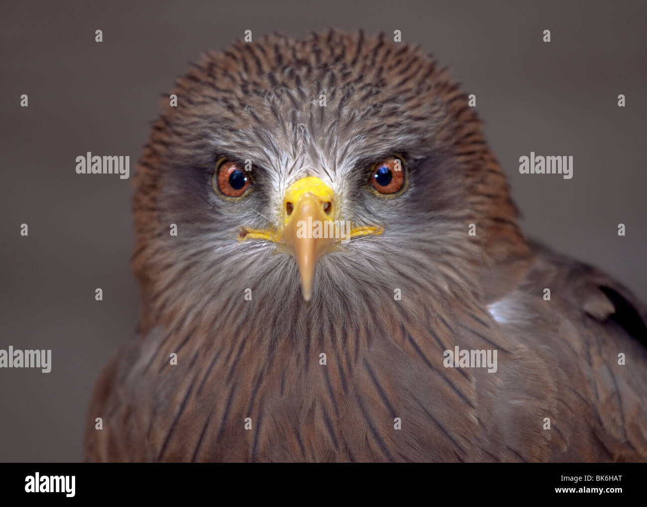 Yellow billed kites hi-res stock photography and images - Alamy
