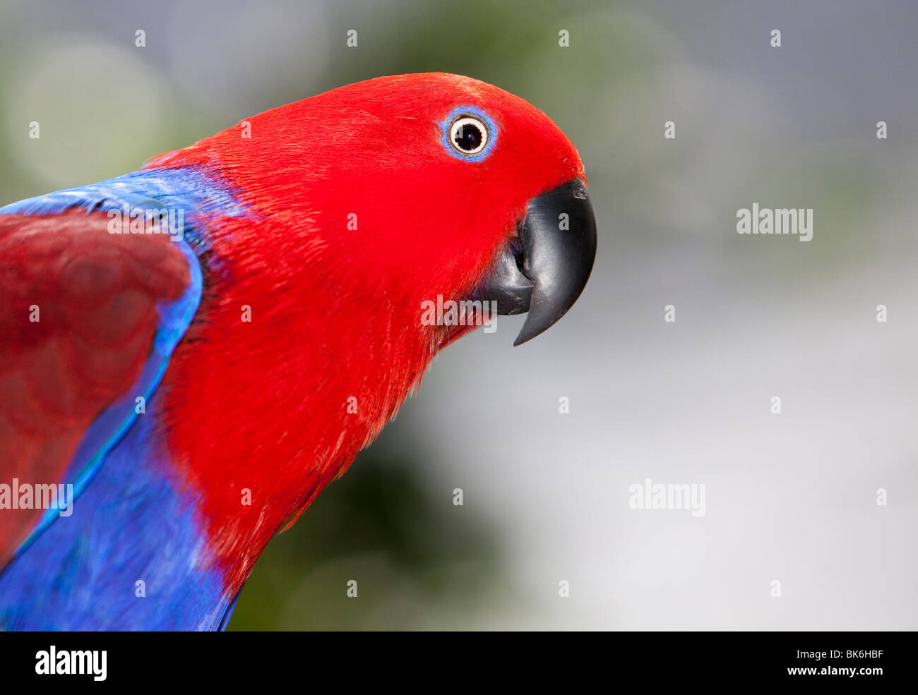 A female Eclectus Parrot (Eclectus rotatus) at Bird World in Kuranda ...