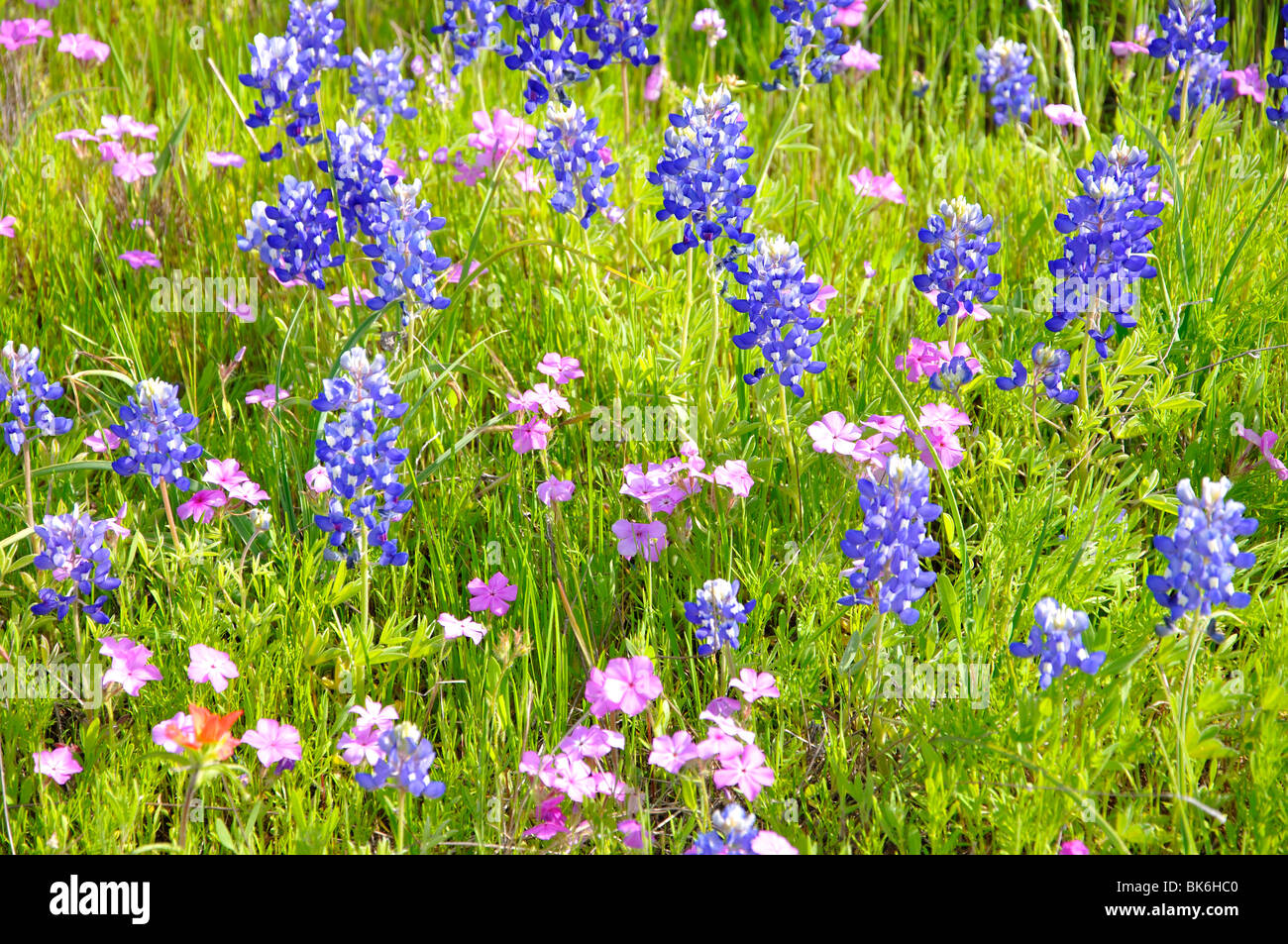 Bluebonnets in Texas, USA Stock Photo - Alamy