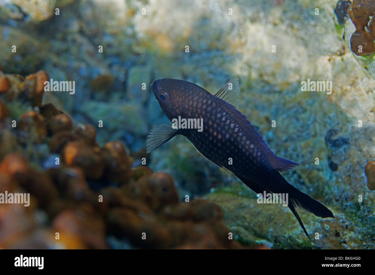 School of damselfish hi-res stock photography and images - Alamy