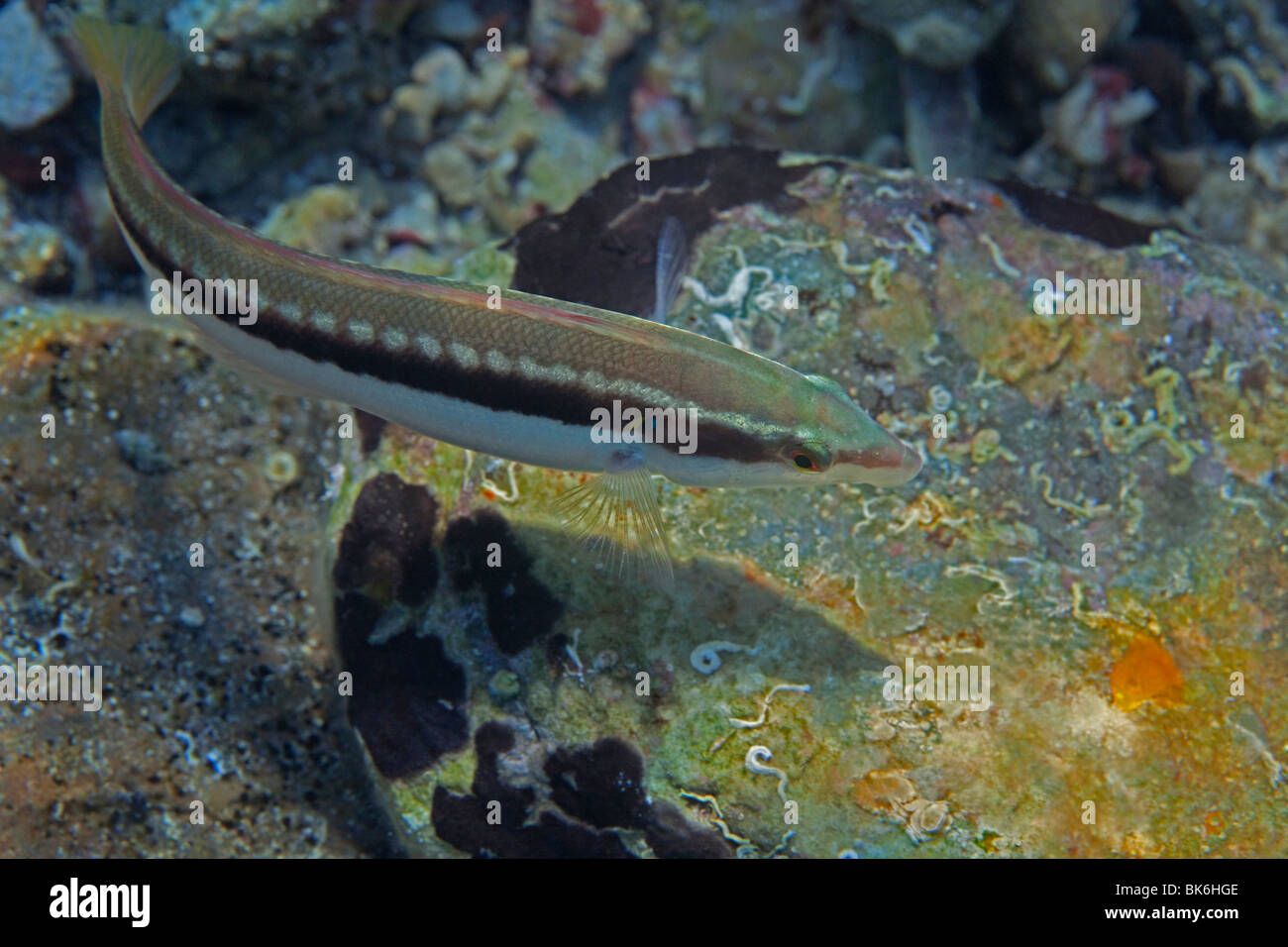 Mediterranean rainbow wrasse hi-res stock photography and images - Alamy