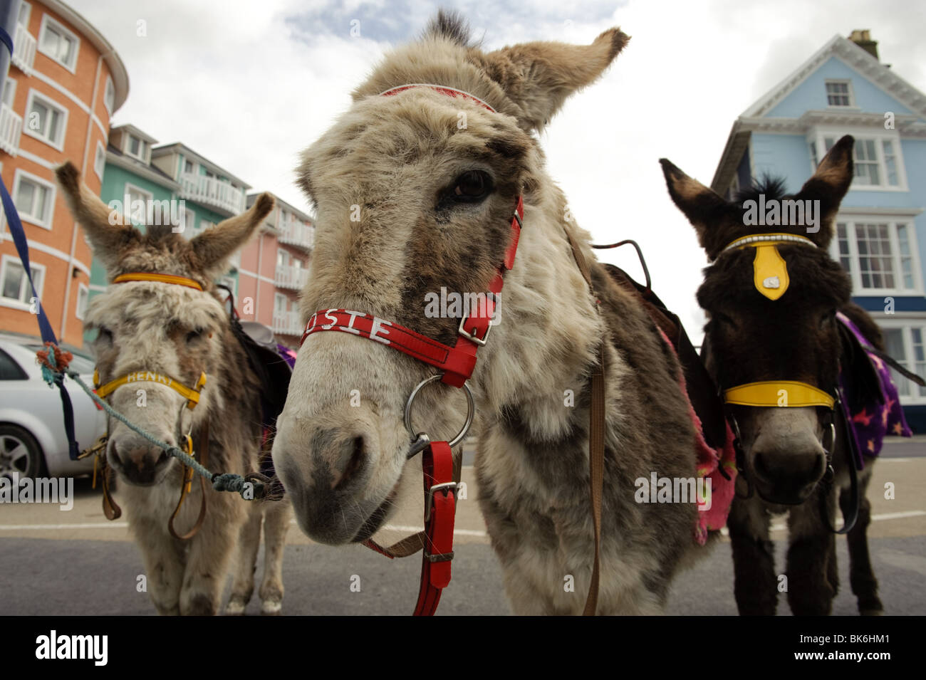 Three sad looking seaside Donkeys on the promenade at Aberystwyth Wales ...