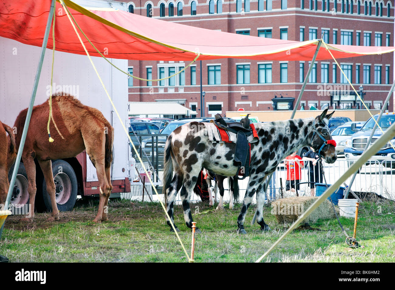 Kelly Miller Circus Stock Photos & Kelly Miller Circus Stock Images - Alamy