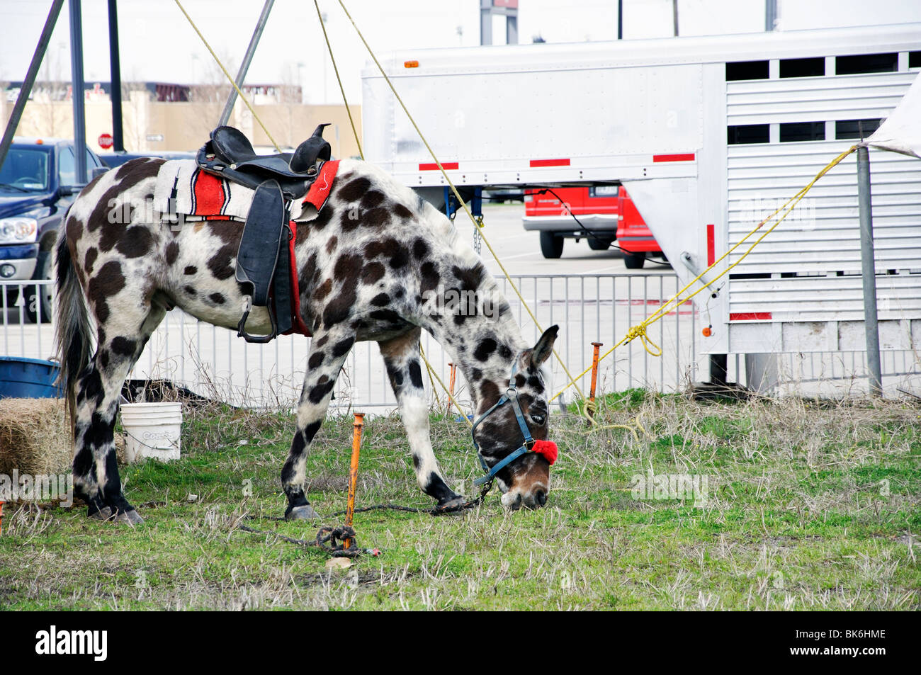 Kelly Miller circus Stock Photo - Alamy