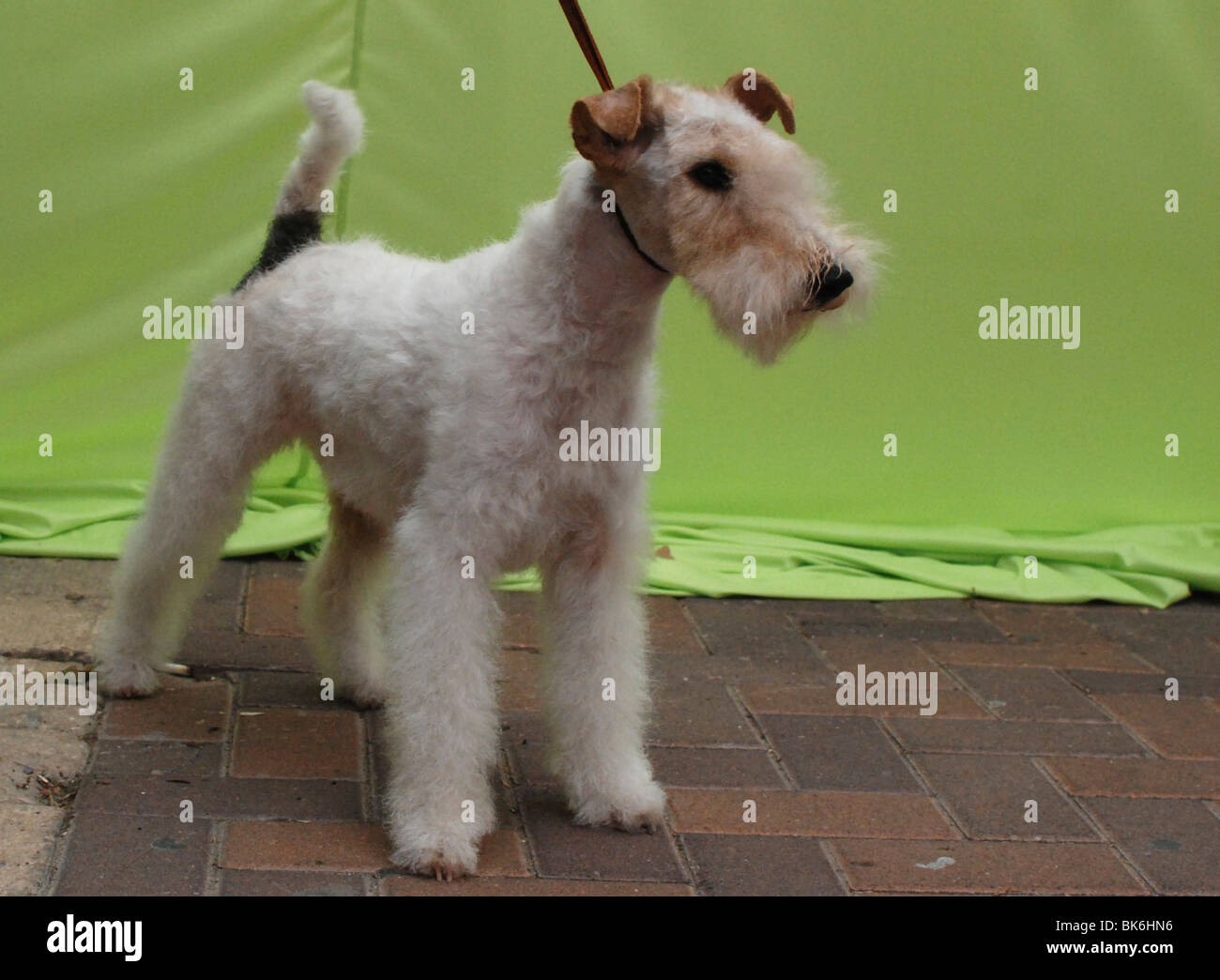 Fox Terrier Stock Photo - Alamy