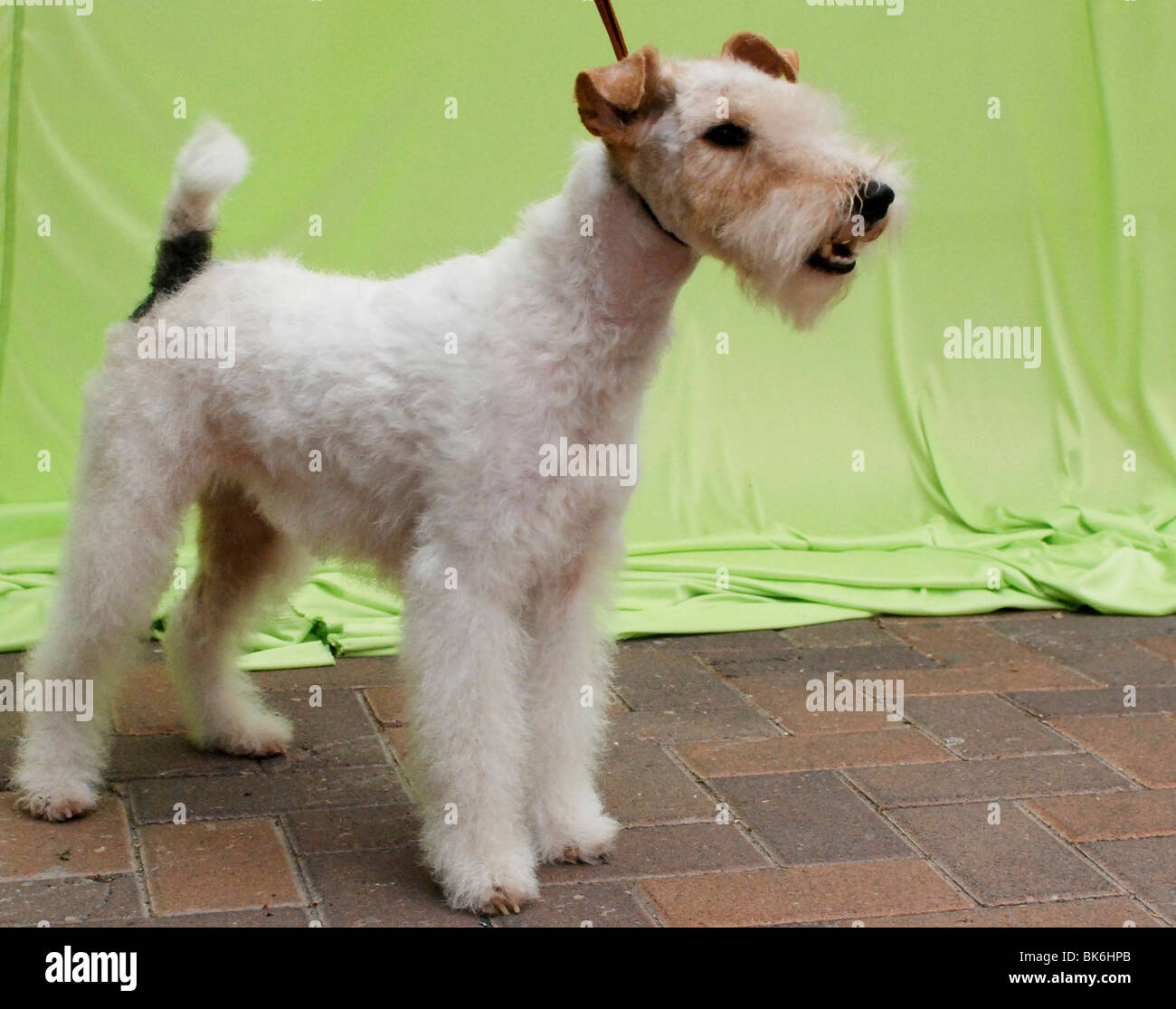 Fox Terrier Stock Photo - Alamy