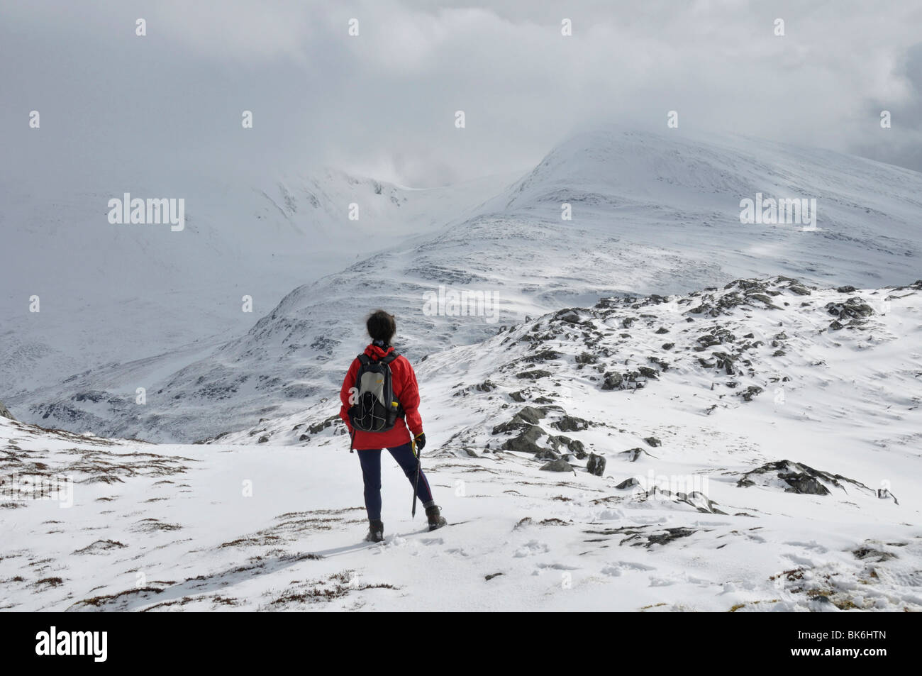 An Inse High Resolution Stock Photography and Images - Alamy