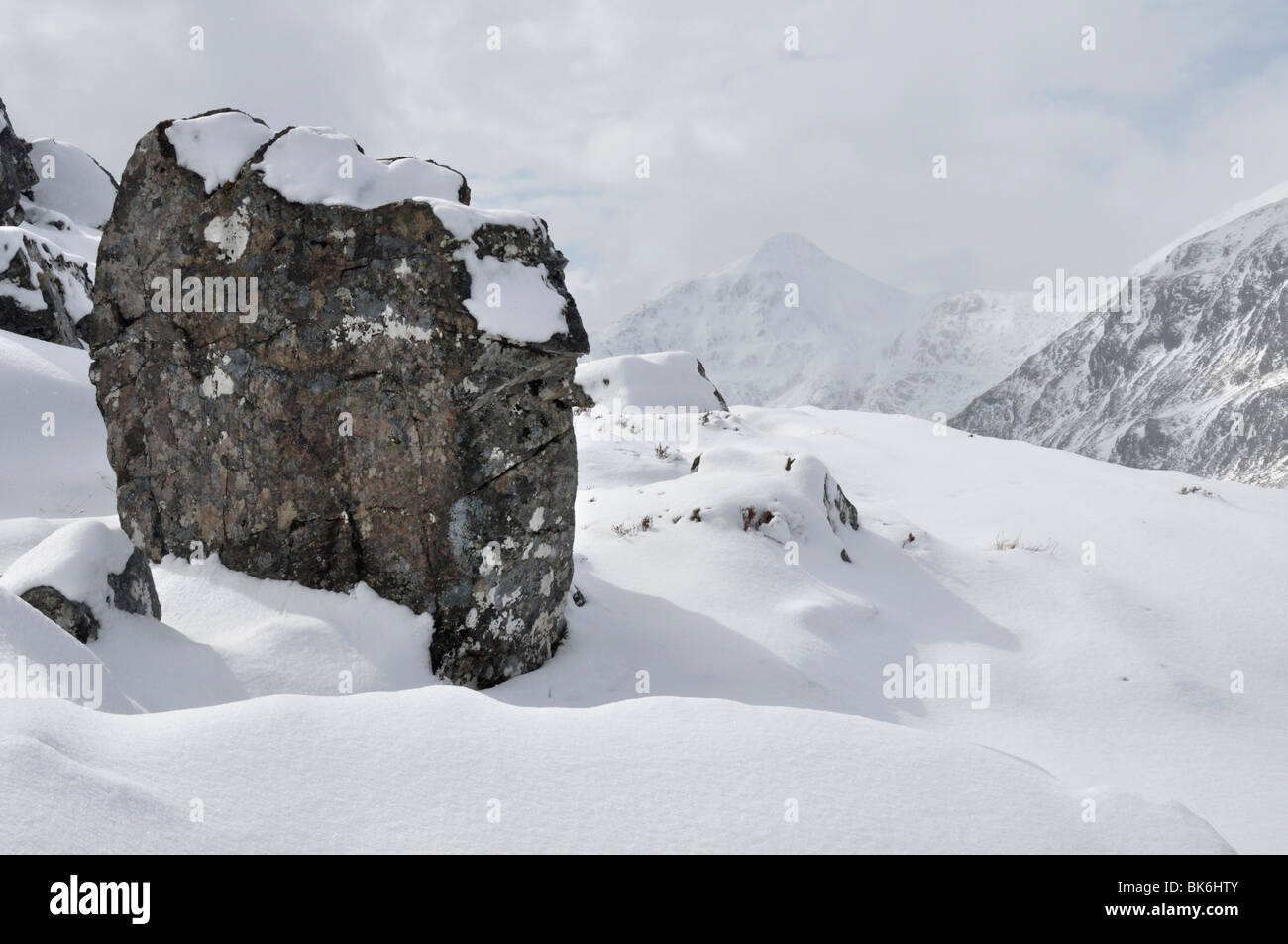 An inse hi-res stock photography and images - Alamy