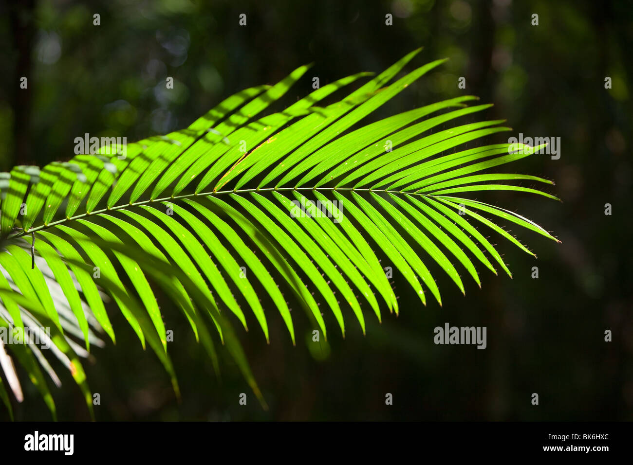 A tropical palm tree in the Daintree Rainforest, Queensland, Australia ...