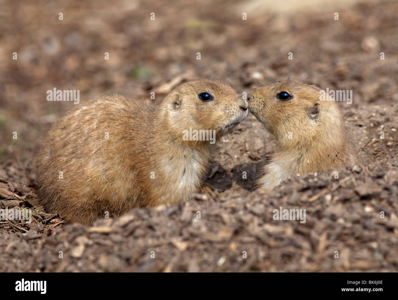 Prairie dog kiss hi-res stock photography and images - Alamy