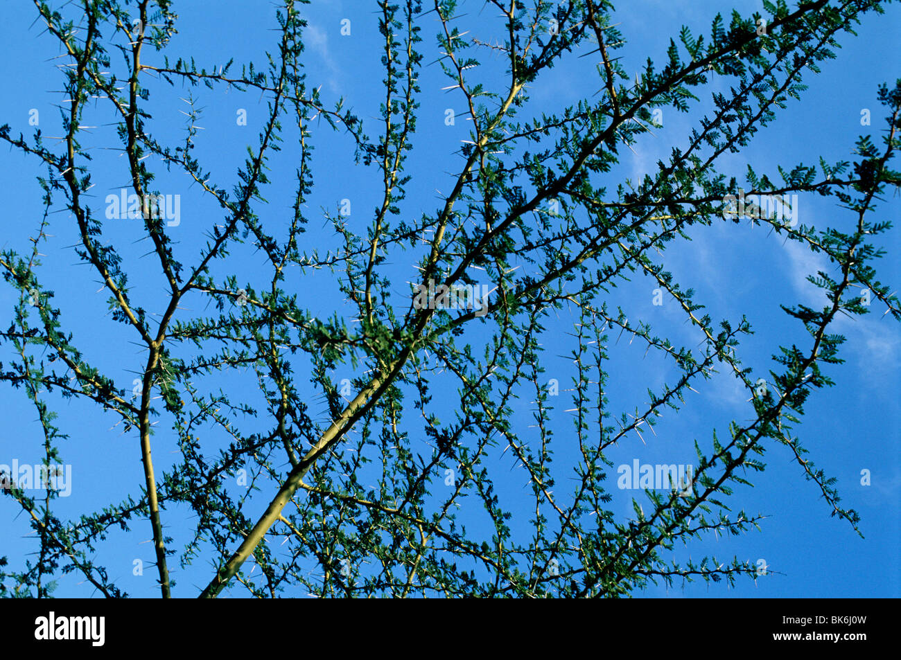 The thorn tree hi-res stock photography and images - Alamy