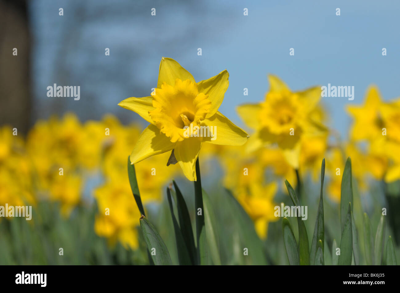 Scottish daffodils hi-res stock photography and images - Alamy
